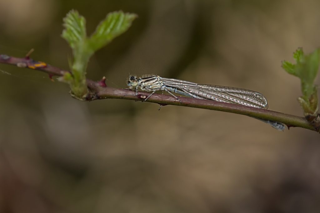 Juffers | VanLierFotografie